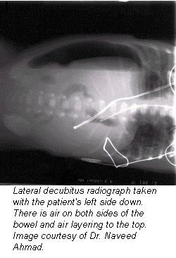 Dorsal and lateral decubitus patient positioning for abdominal x-ray ...