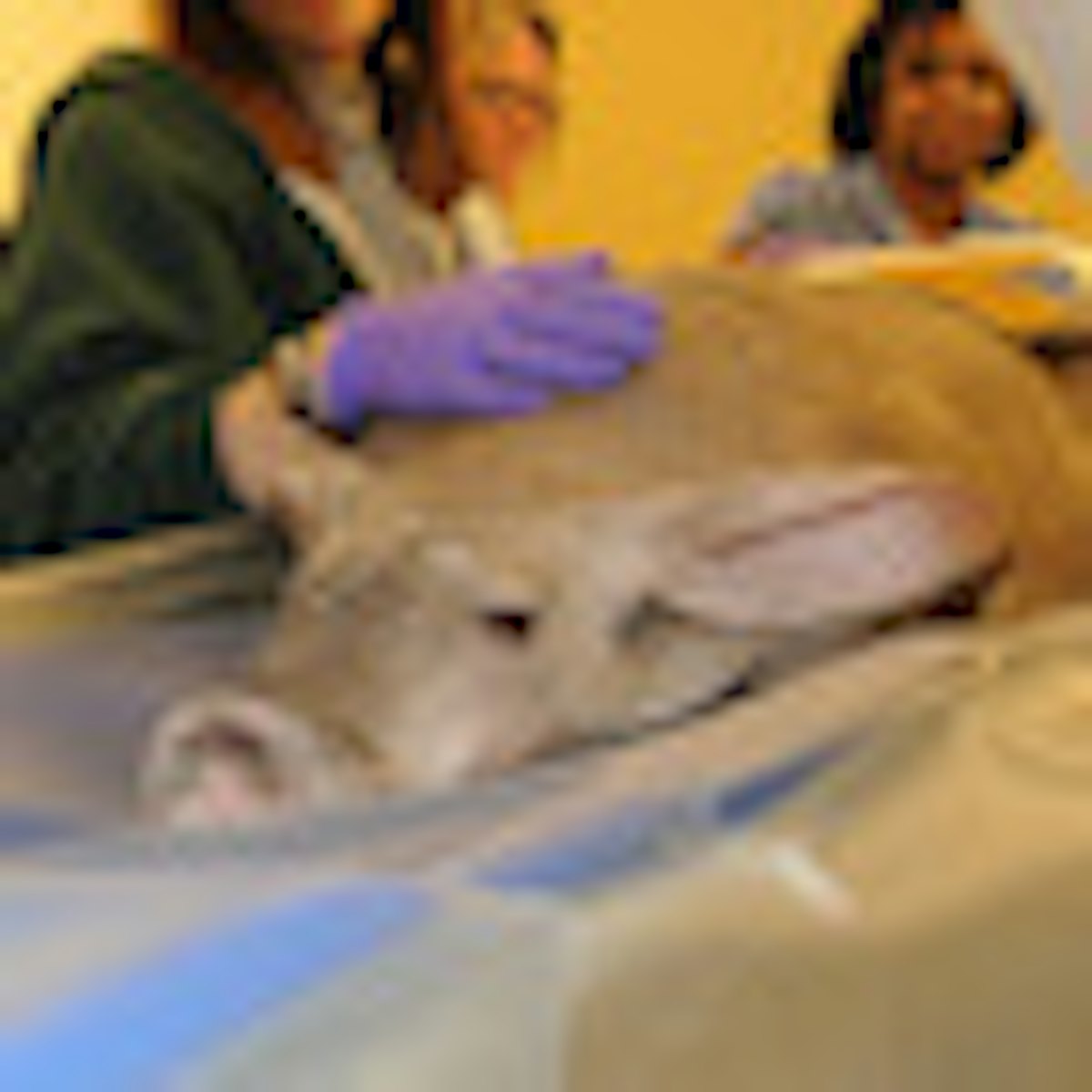 Chicago zoo uses new CT scanner for animal imaging | AuntMinnie