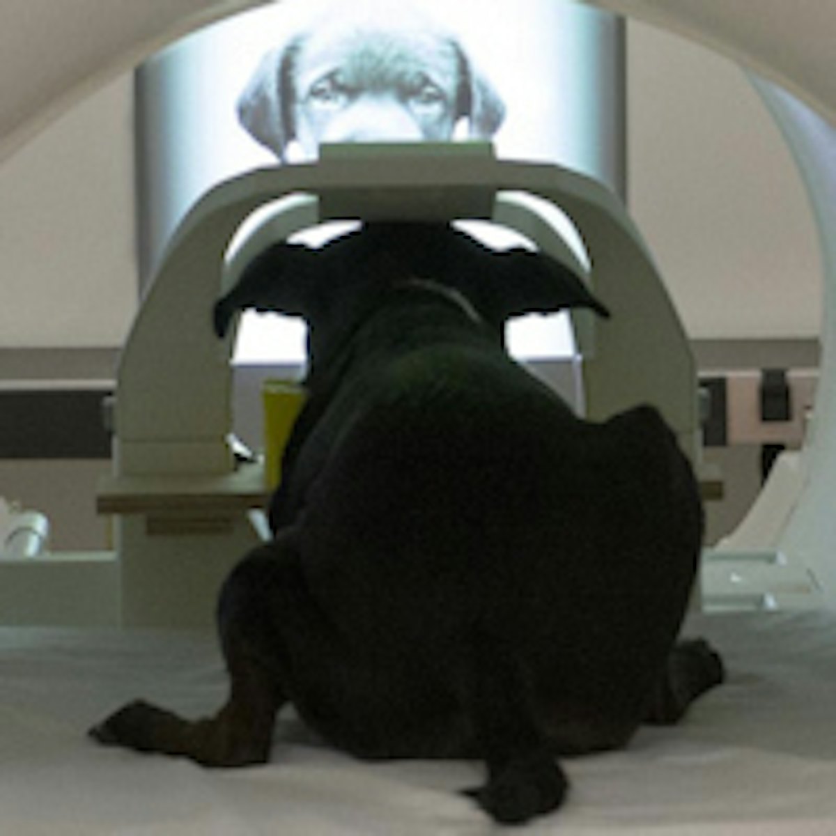 fMRI goes to the dogs in new study of canine brains | AuntMinnie