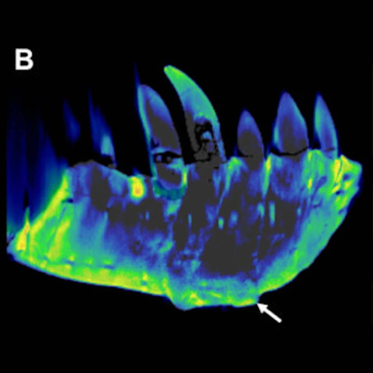 Dual-energy CT scans of T-Rex reveal fossil's secrets | AuntMinnie