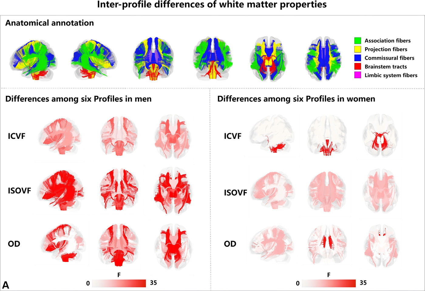 Obesity's effect on brain health depends on where fat is stored ...